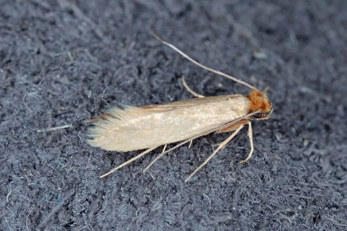 Moth Infestation In Hostel | Pest2Kill Case Study