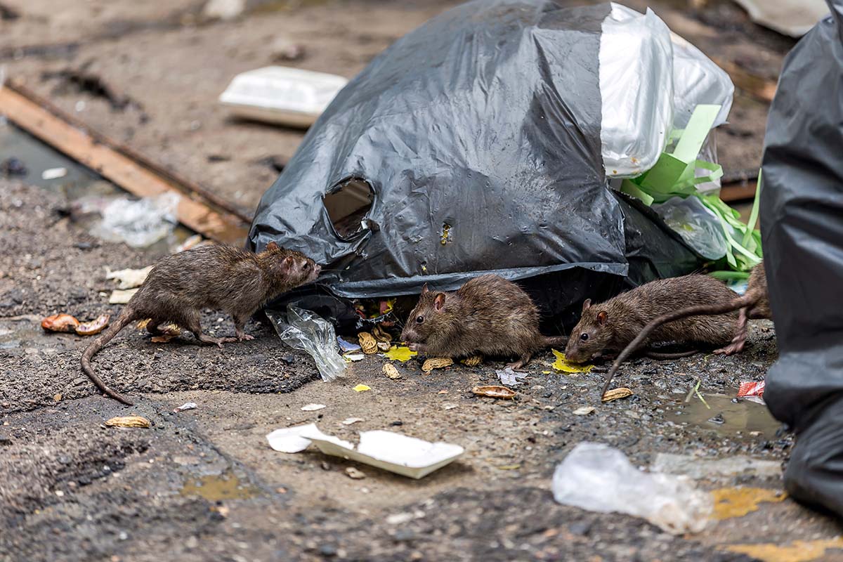 Severe Office Rat Infestation | Pest2Kill Case Study