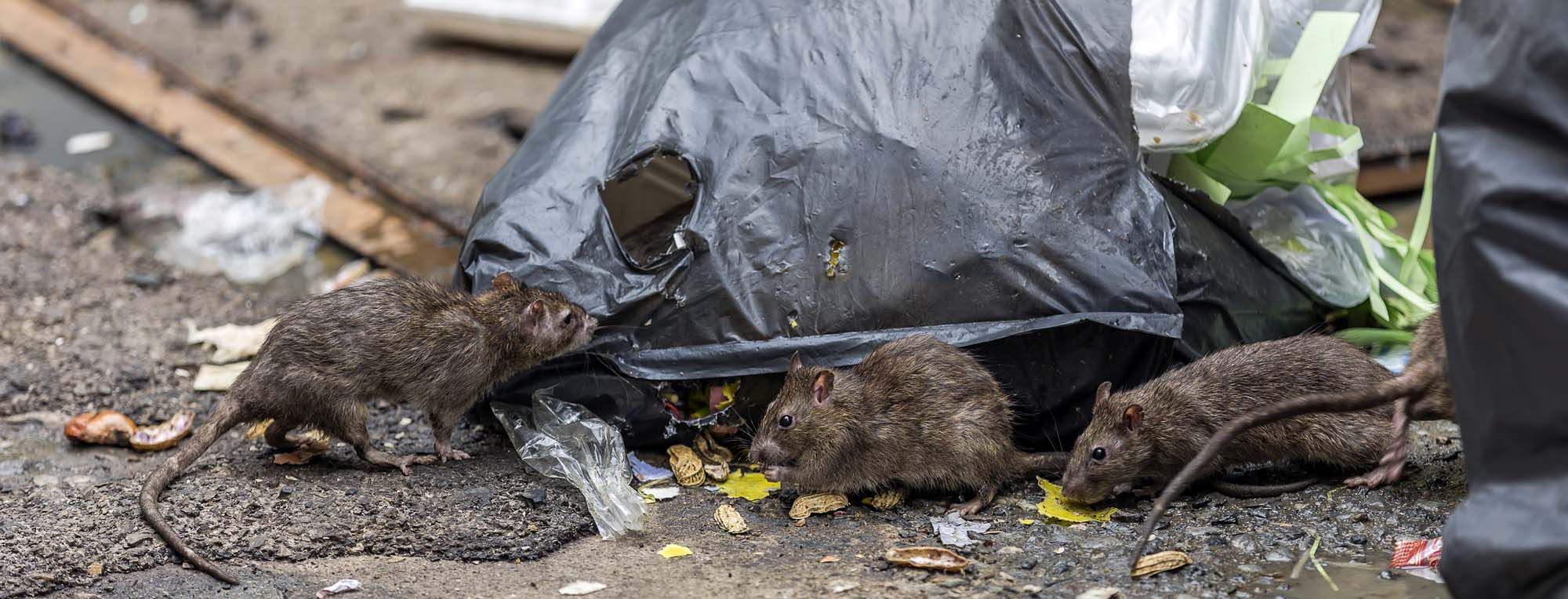 Top Ten Ways Mice can Enter Your Home | Pest2Kill