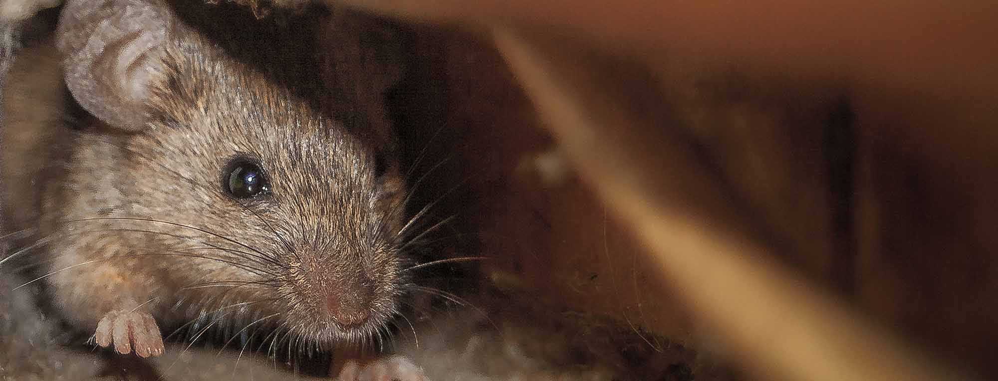 🐁Mouse Control in SW6 🏘️ Pest2Kill