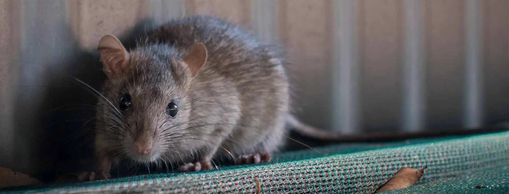 Rat Pest Control | Pest2Kill Pest Control in Essex & London