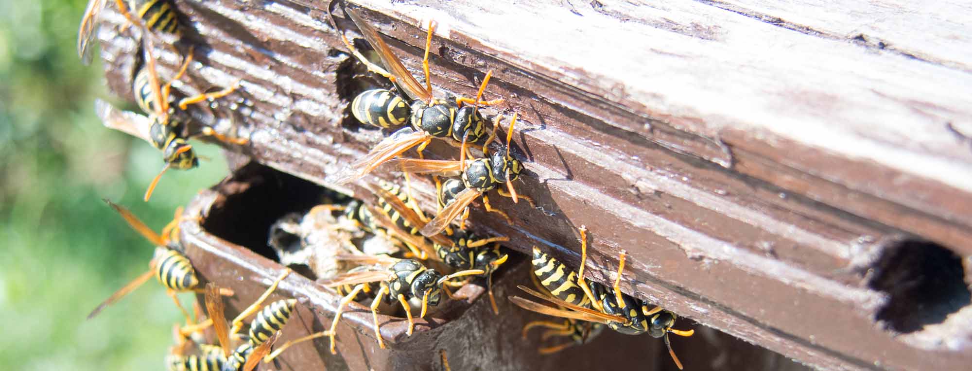 Wasp Nest Removal in Essex & London | Pest2Kill