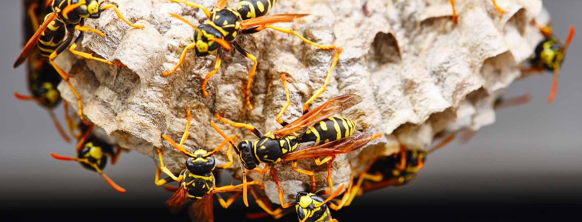 🐝Why do we need Wasps - essential part of the ecosystem